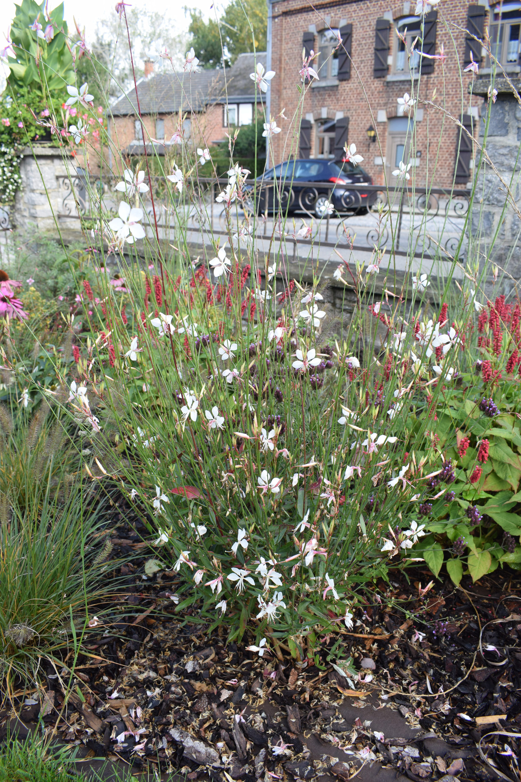 Découvrez le GAURA - Gustin Jardin Marche